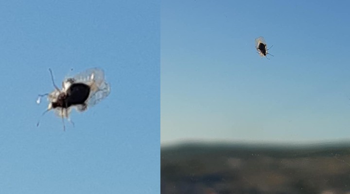 Cluj. Calin: „Nu, nu e elicopter, e doar ploșnița sau tigrul platanului ...