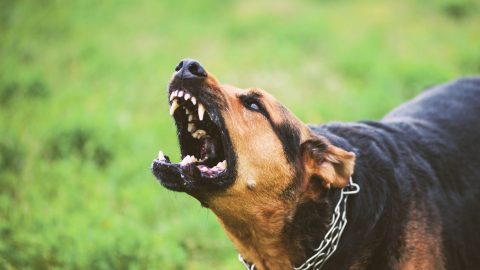 Copil de 10 ani, atacat de un câine în Cluj. Băiatul a fost grav rănit ...
